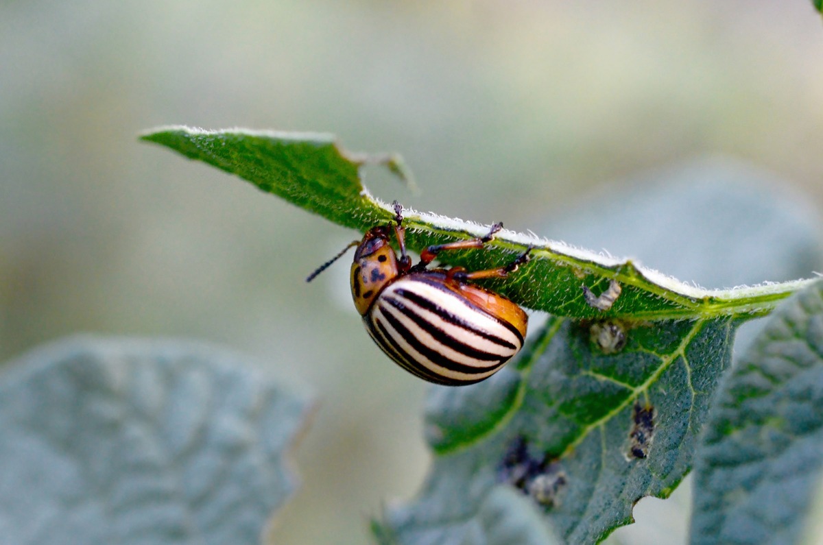 Kova prasideda: koloradas jau čia, nors bulvės dar tik dirvoje - Mumio